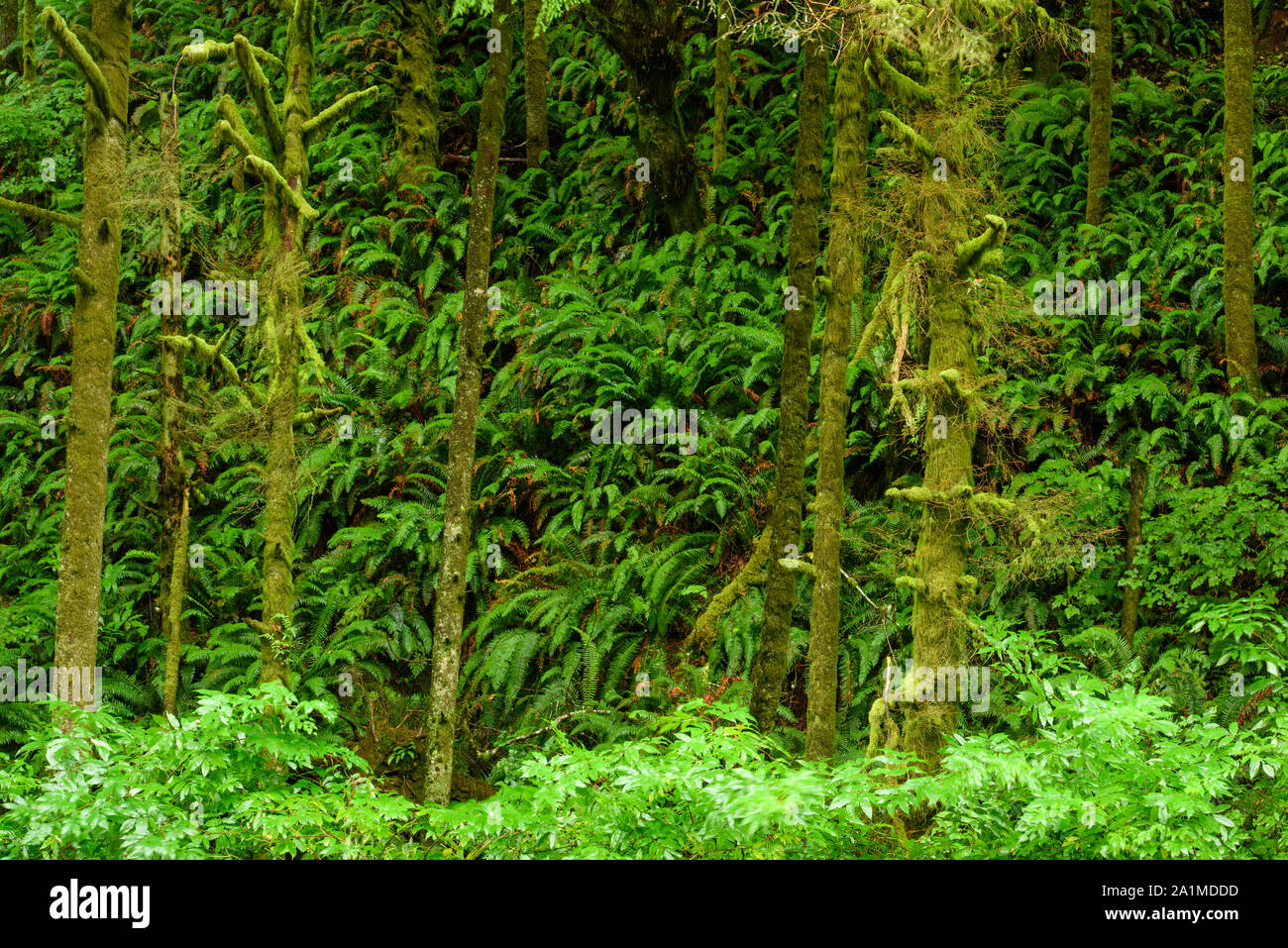 Temperate rainforest, Oswald West State Park, Oregon, USA Stock Photo ...