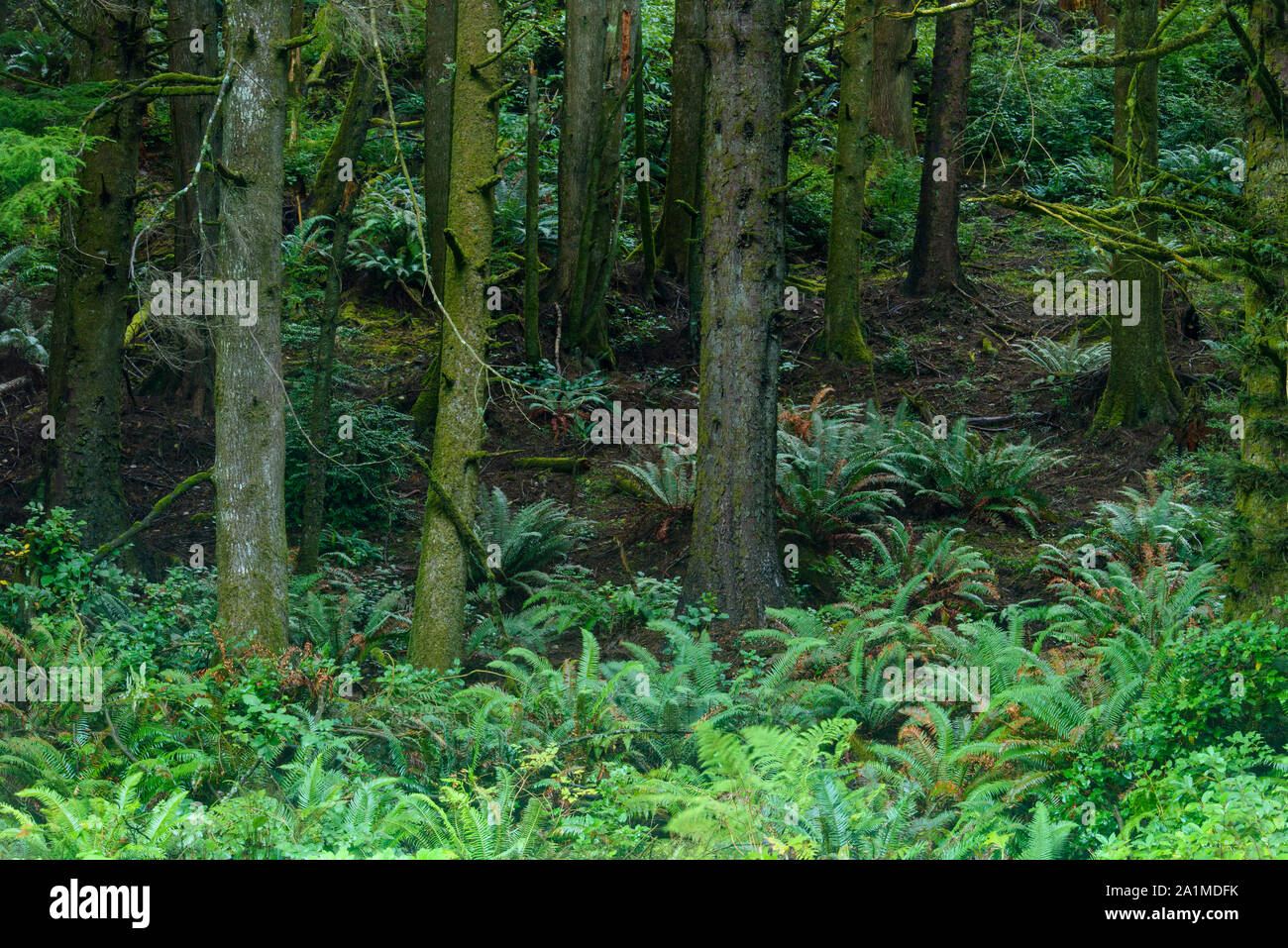 Temperate Rain forest, Oswald West State Park, Oregon, USA Stock Photo ...