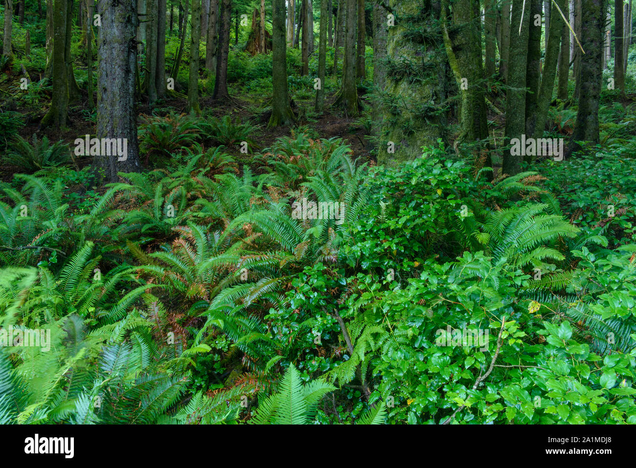Temperate Rain forest, Oswald West State Park, Oregon, USA Stock Photo ...