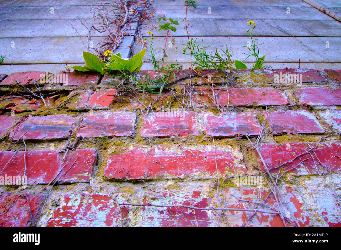 urban flowers ion top of red brick wall Stock Photo - Alamy