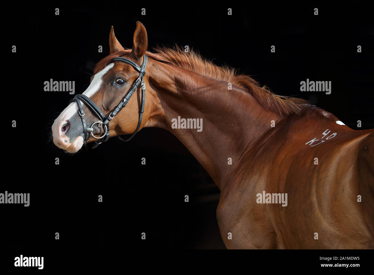 Indoor horse jumping hi-res stock photography and images - Alamy