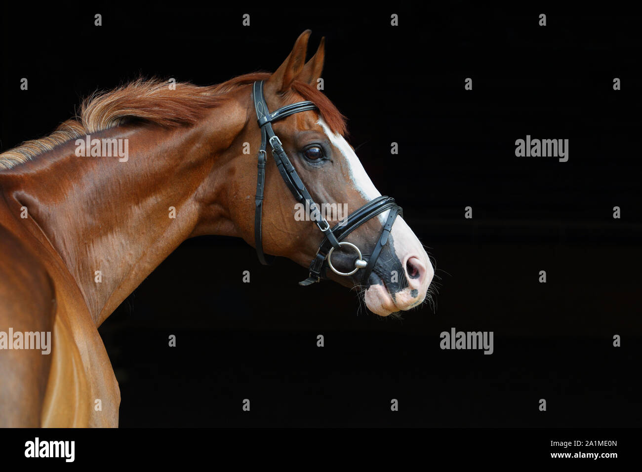 Horse riding equine stable hi-res stock photography and images - Alamy
