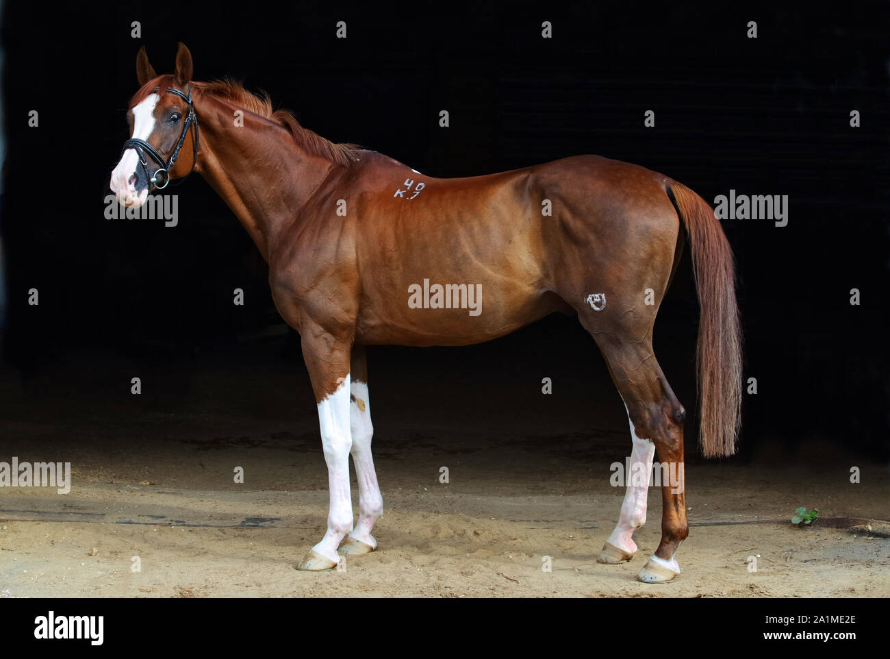 Dressage race horse portrait indoor stable Stock Photo - Alamy