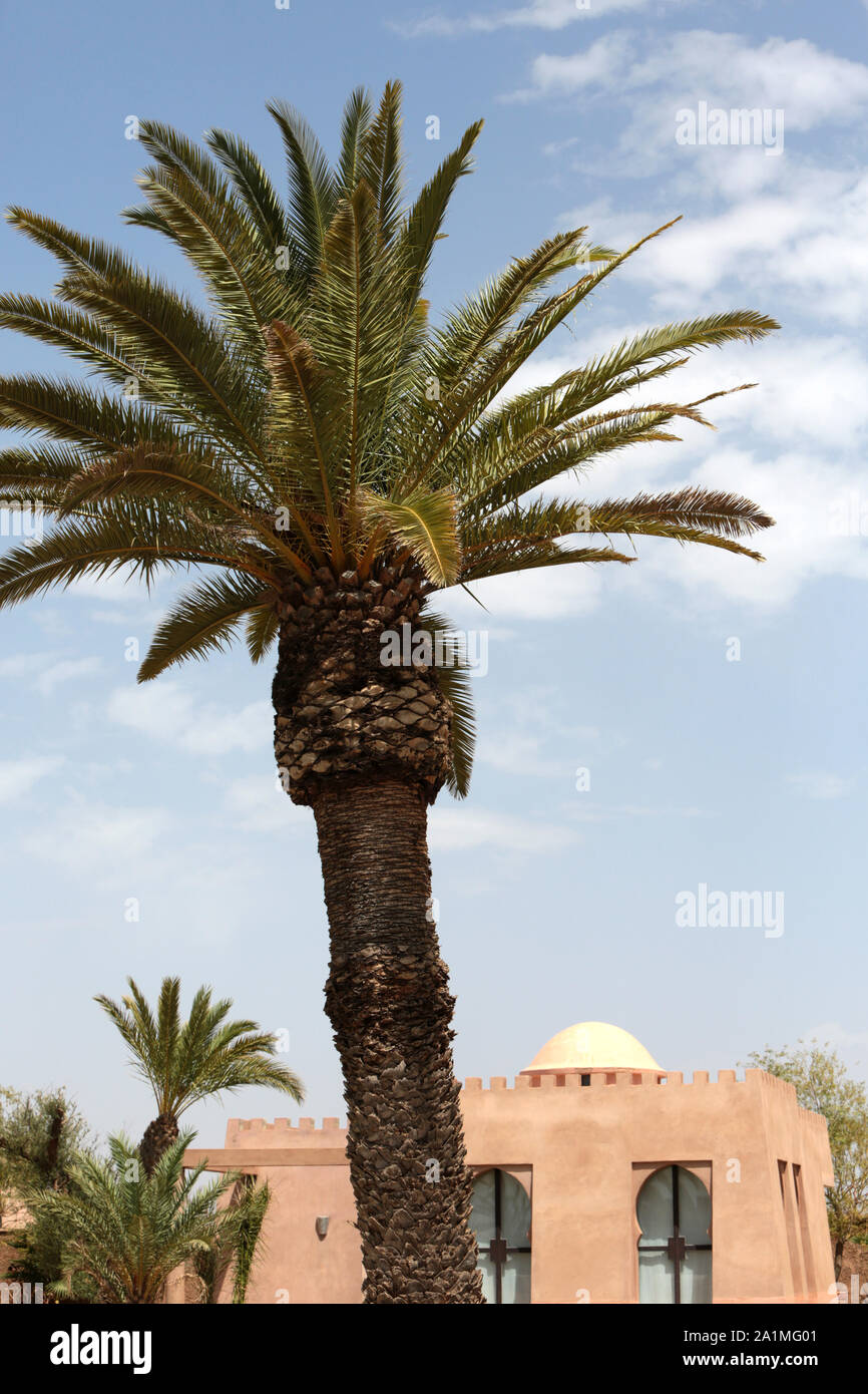 Palmier. Marrakech. Maroc Stock Photo - Alamy
