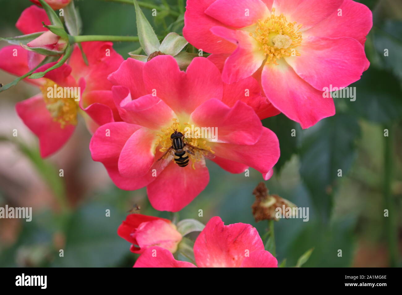Wild roses in fall Stock Photo - Alamy
