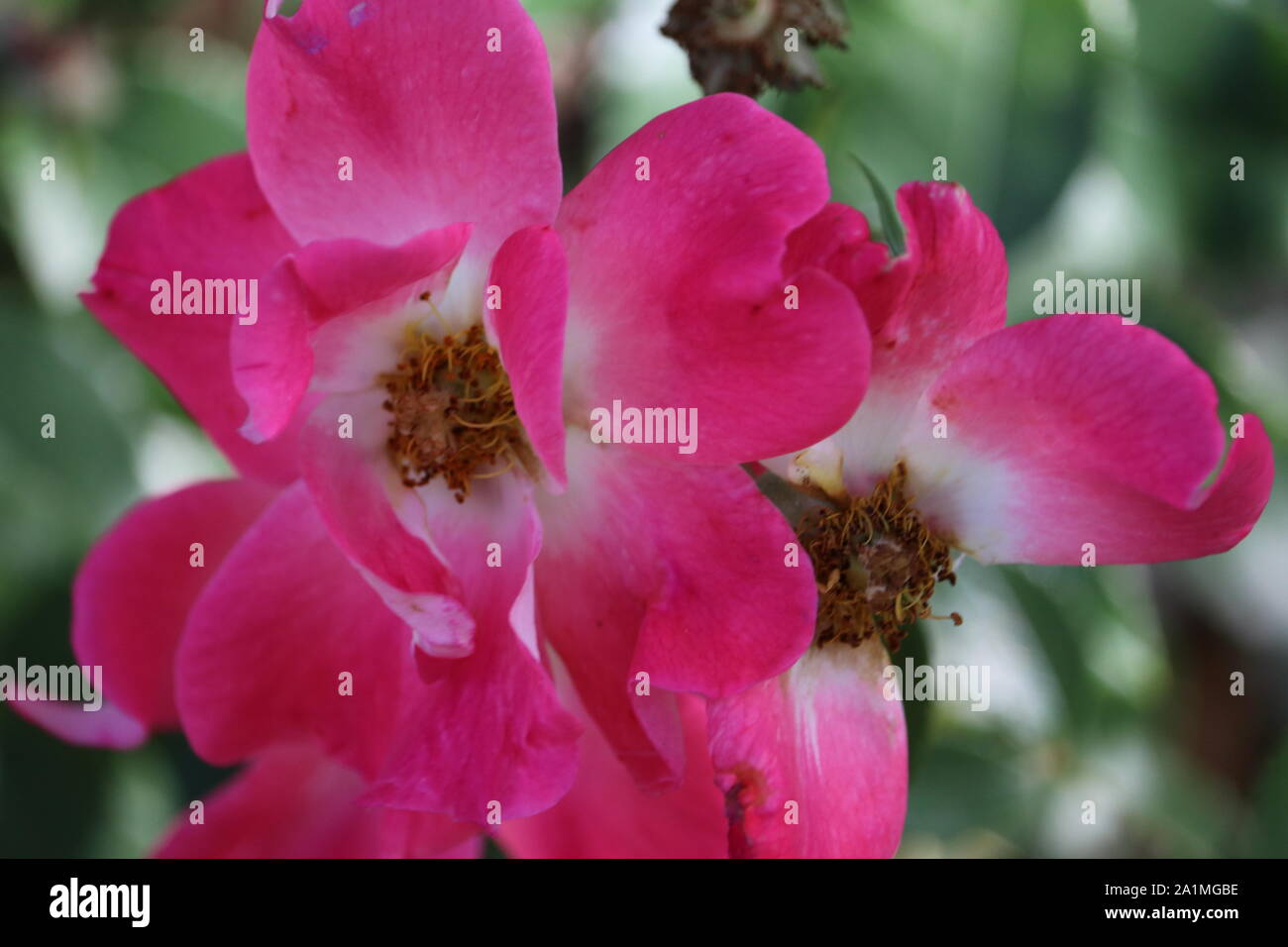 Wild roses in fall Stock Photo - Alamy