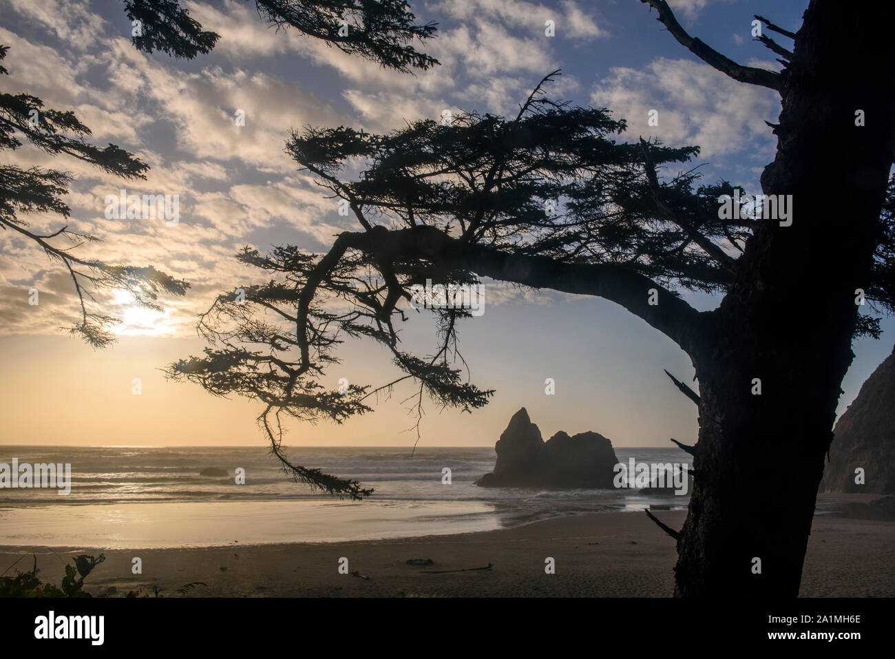 Coastal spruce tree and sea stack, Arcadia Beach State Scenic area ...