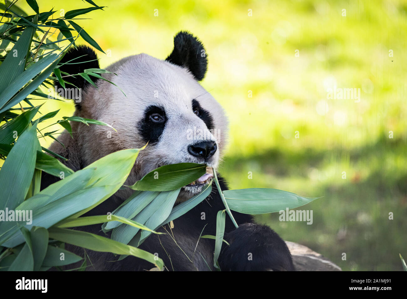 Edinburgh zoo yang guang 2019 hi-res stock photography and images - Alamy