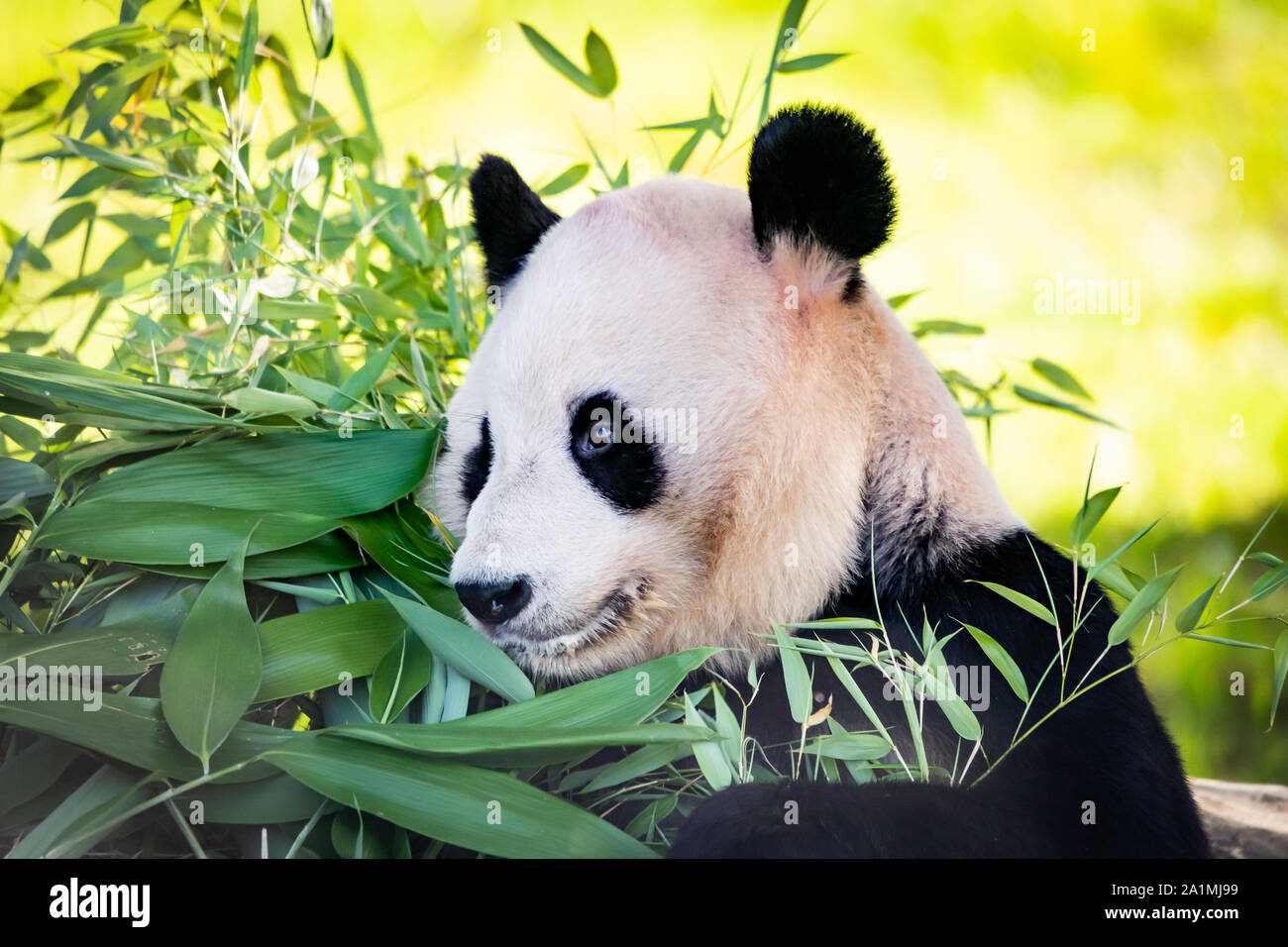 Edinburgh zoo yang guang 2019 hi-res stock photography and images - Alamy Edinburgh zoo yang guang 2019 hi-res stock photography and images - Alamy