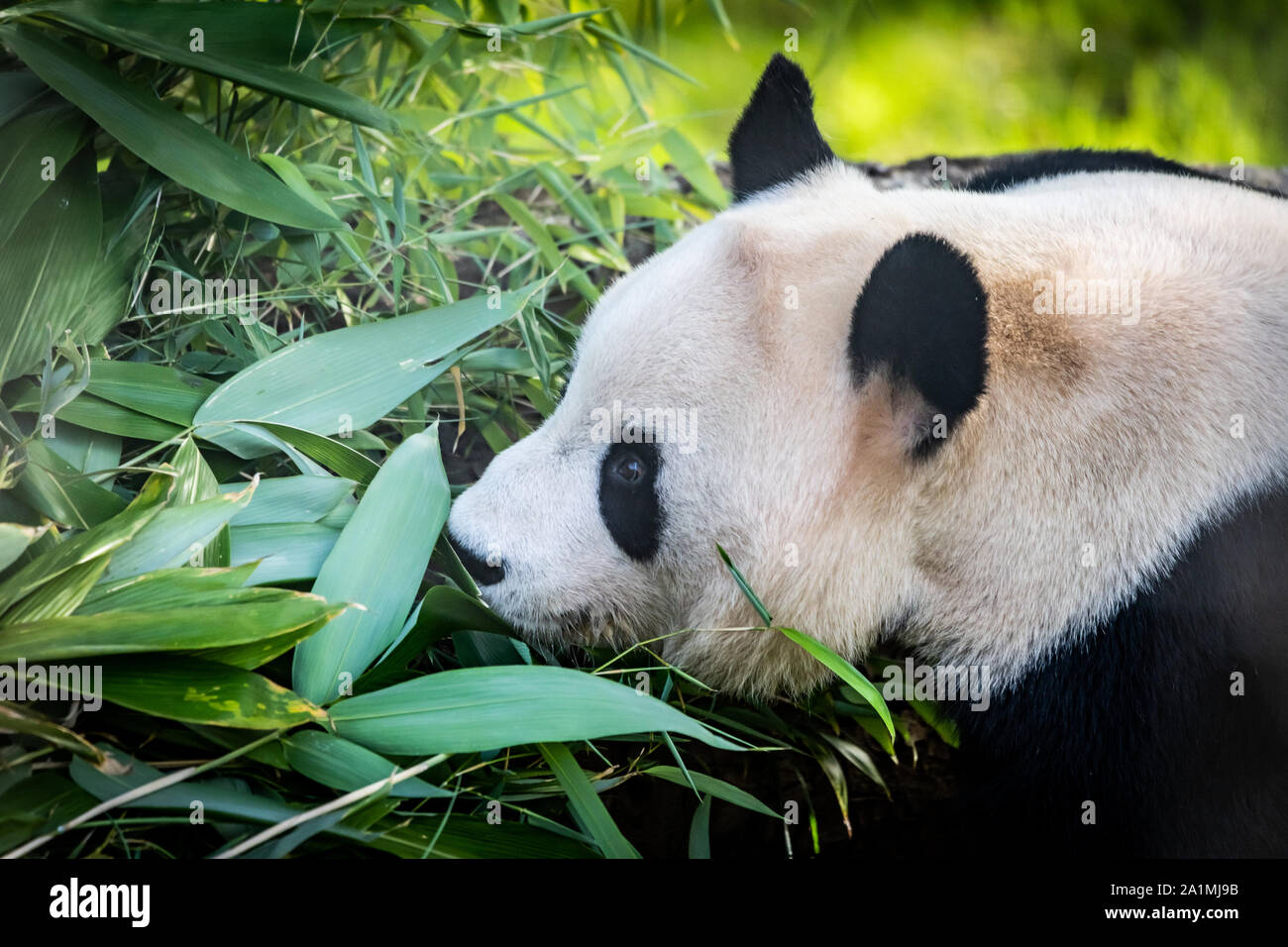 Edinburgh, UK. Thu 19th September 2019. Yang Guang , the male giant ... Edinburgh, UK. Thu 19th September 2019. Yang Guang , the male giant ...