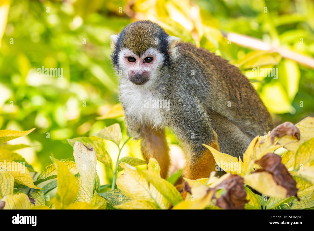 Edinburgh, UK. Thu 19th September 2019. Common Squirrel Monkey (Saimiri ... Edinburgh, UK. Thu 19th September 2019. Common Squirrel Monkey (Saimiri ...