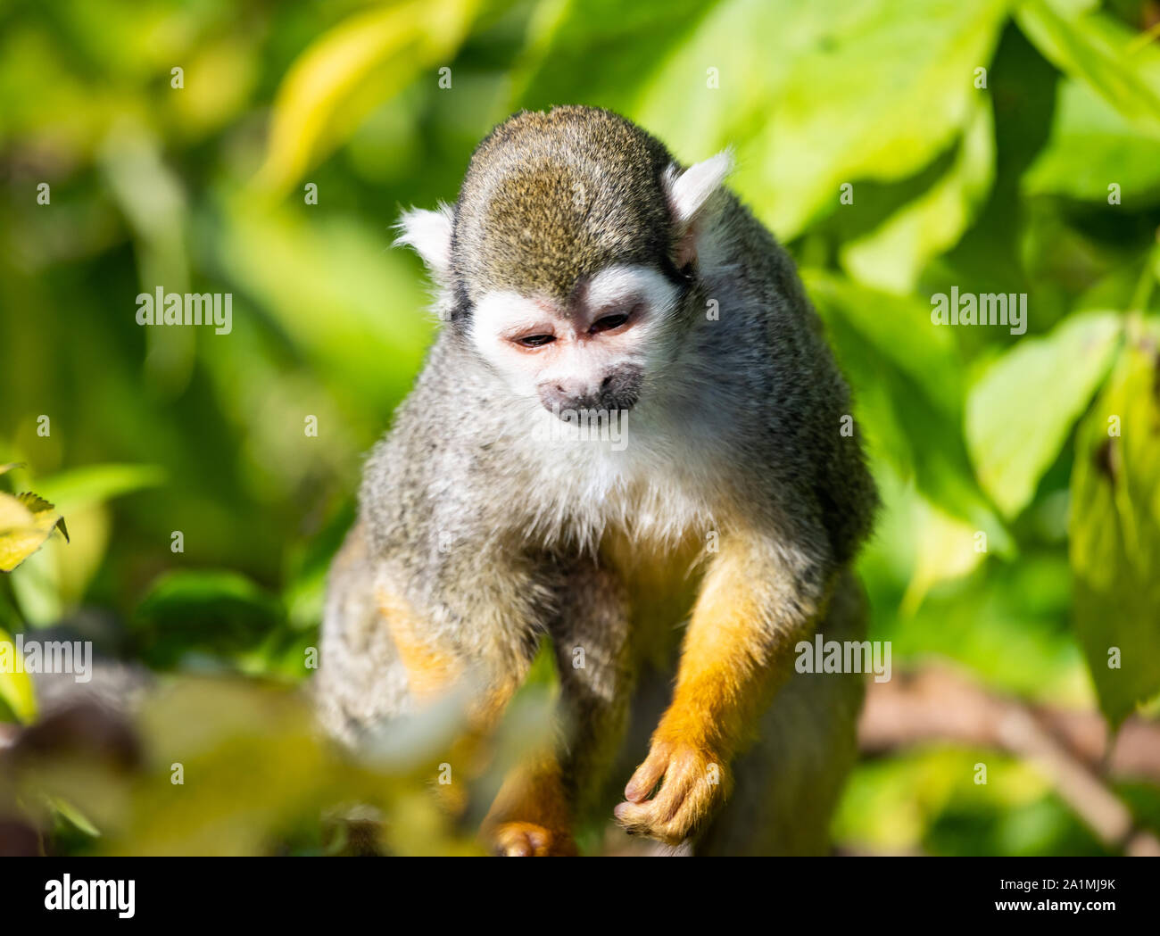 Edinburgh, UK. Thu 19th September 2019. Common Squirrel Monkey (Saimiri ... Edinburgh, UK. Thu 19th September 2019. Common Squirrel Monkey (Saimiri ...