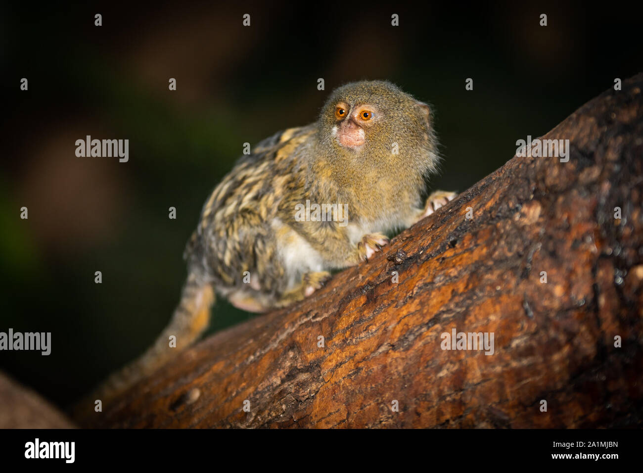 Edinburgh, UK. Thu 19th September 2019. Pygmy marmoset (Cebuella ... Edinburgh, UK. Thu 19th September 2019. Pygmy marmoset (Cebuella ...