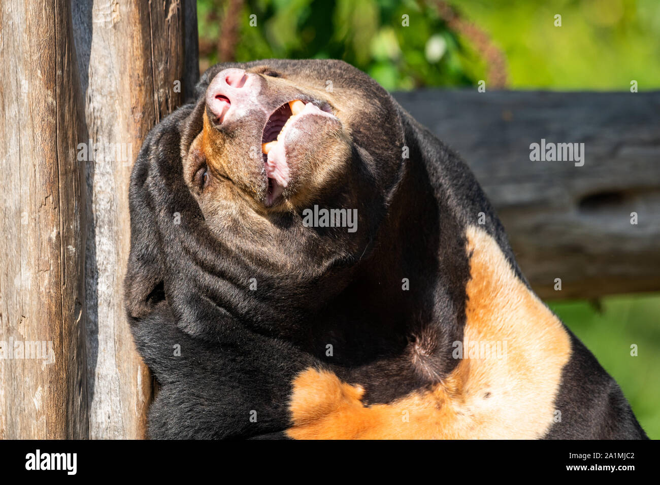 Edinburgh zoo photography hi-res stock photography and images - Alamy