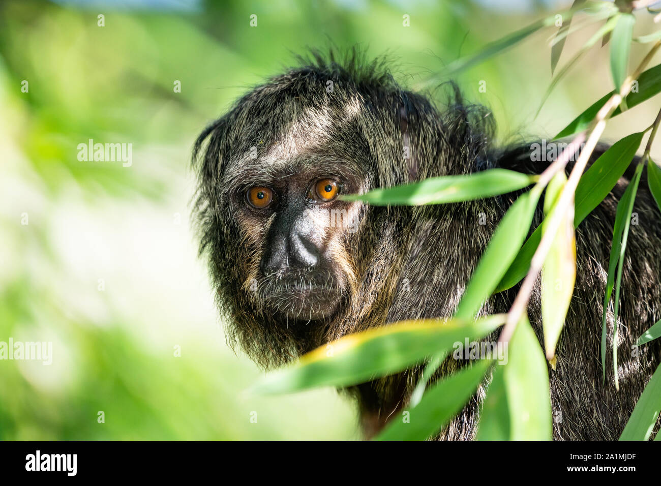 Edinburgh, UK. Thu 19th September 2019. White-faced saki monkey ... Edinburgh, UK. Thu 19th September 2019. White-faced saki monkey ...