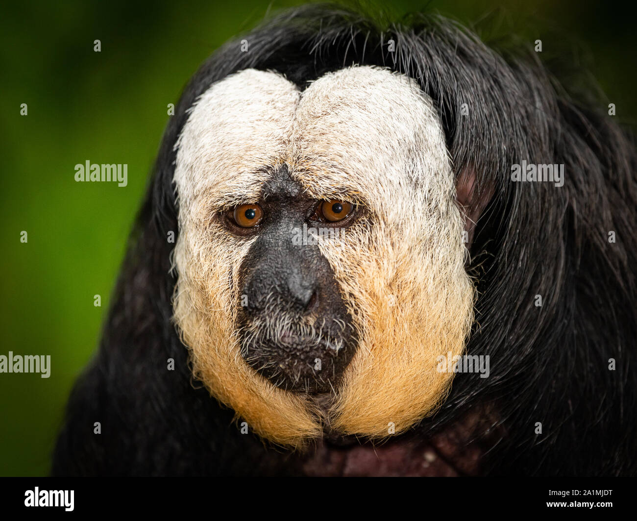 American tourist uk edinburgh hi-res stock photography and images - Alamy