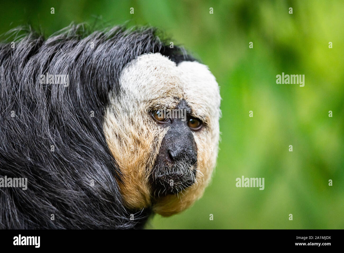Edinburgh, UK. Thu 19th September 2019. White-faced saki monkey ... Edinburgh, UK. Thu 19th September 2019. White-faced saki monkey ...