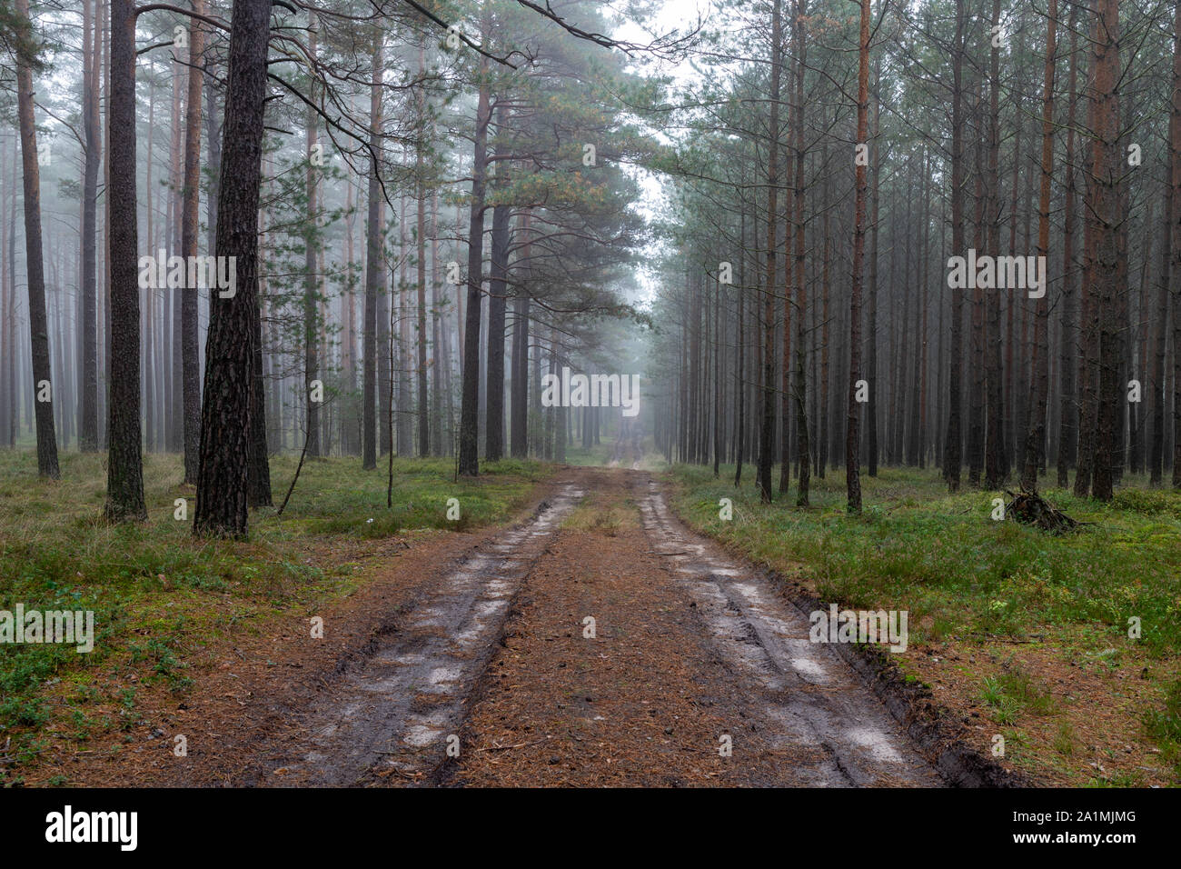 Unpaved coniferous forest trail hi-res stock photography and images - Alamy