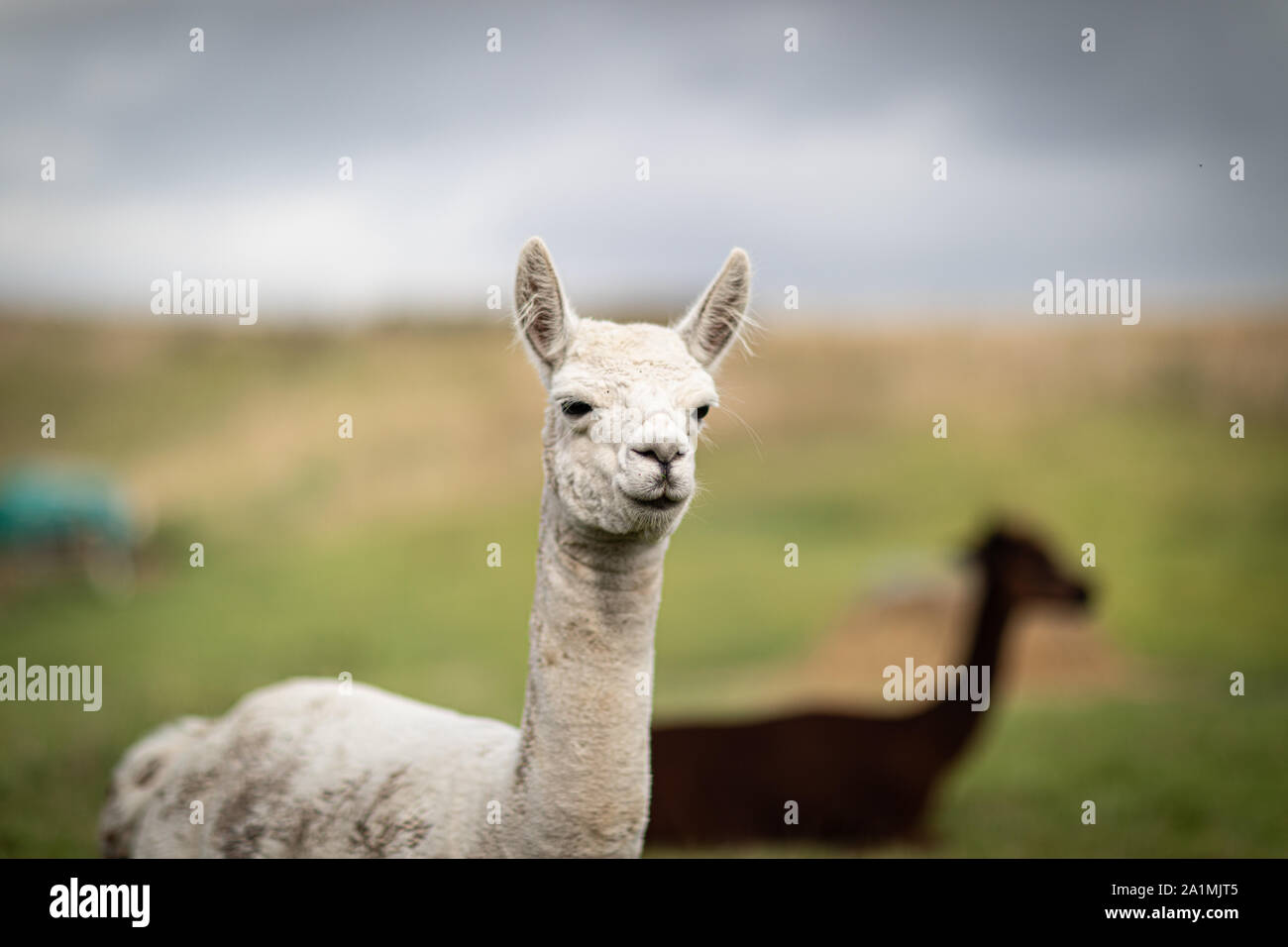 Peru alpaca shorn hi-res stock photography and images - Alamy