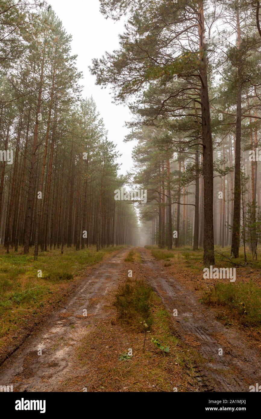 Unpaved coniferous forest trail hi-res stock photography and images - Alamy
