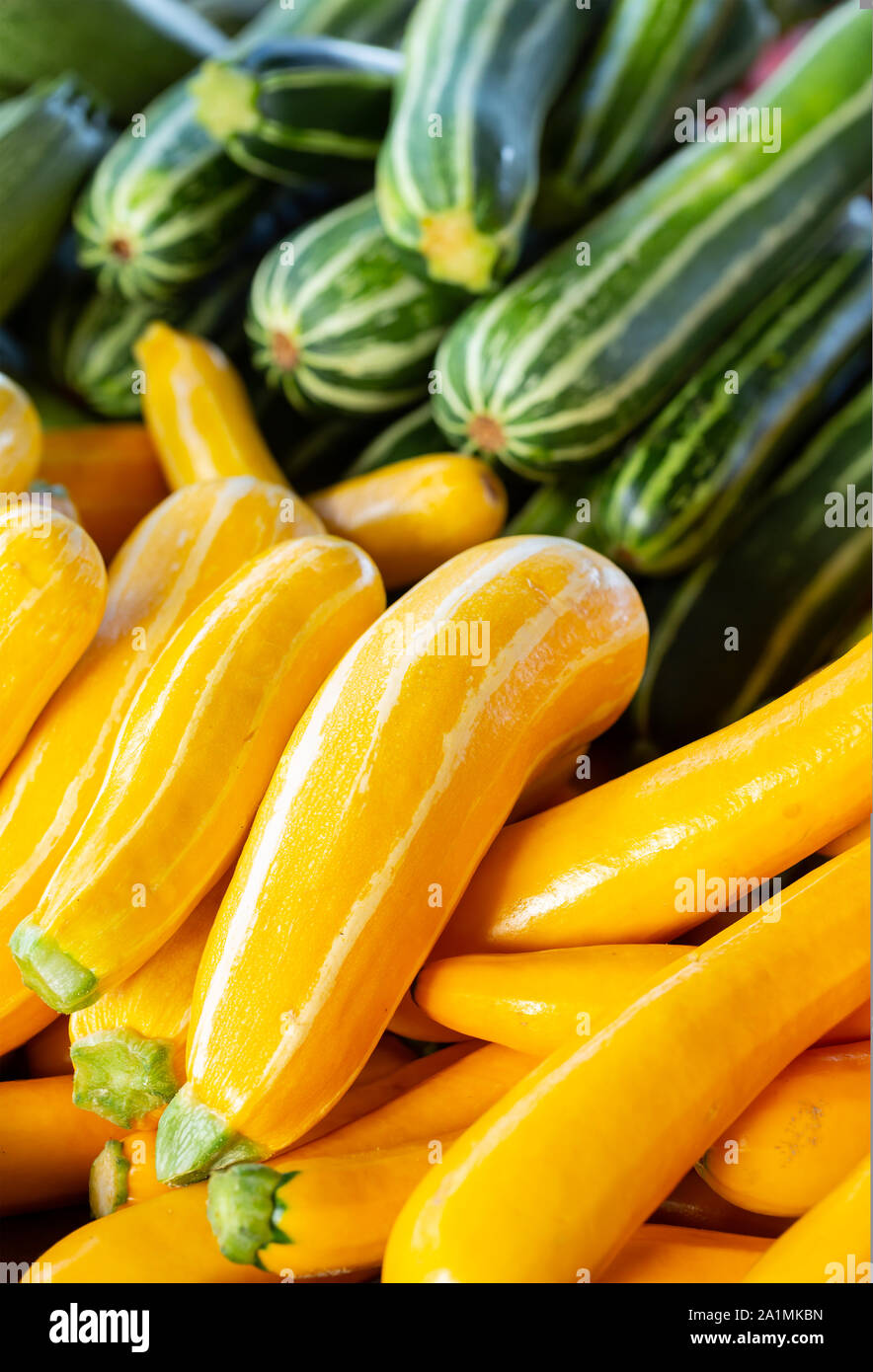 Striped Zucchini Squash