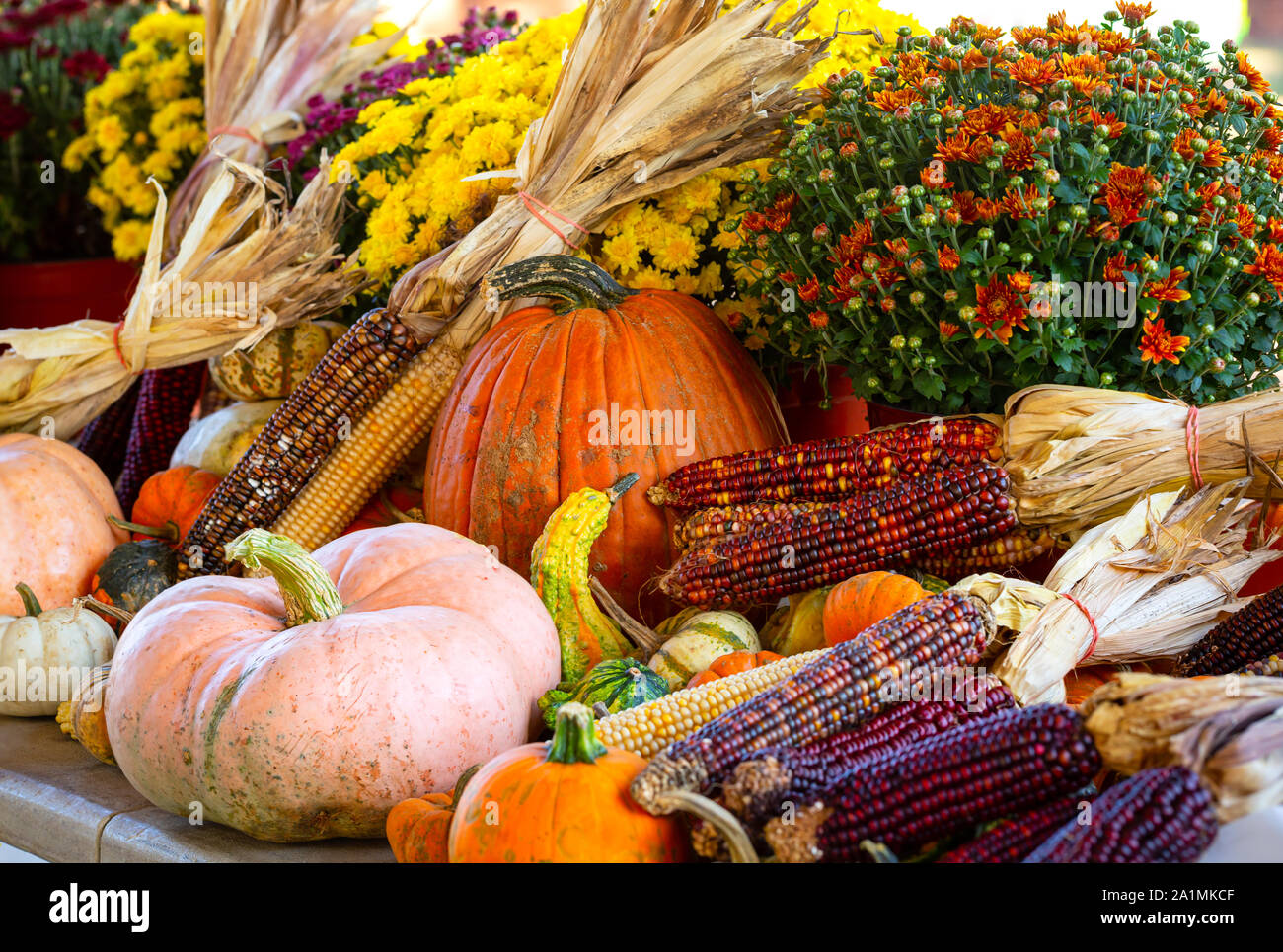 Colorful autumn display of pumpkins, Indian Corn and Chrysanthemums ...