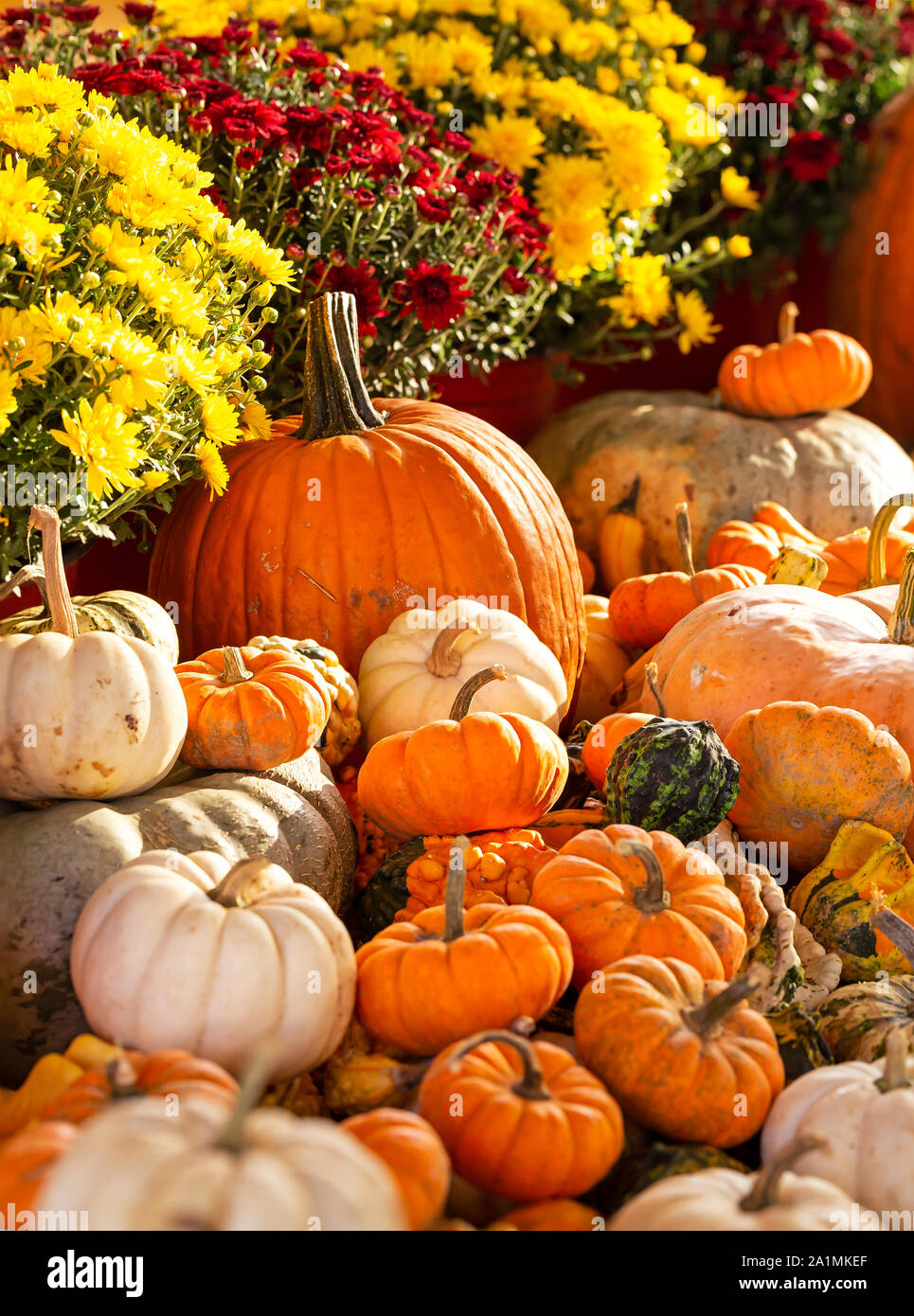Colorful autumn display mums pumpkins hi-res stock photography and ...