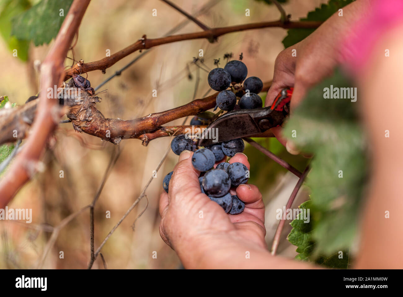 Hand-harvesting of Grapes Stock Photo - Alamy