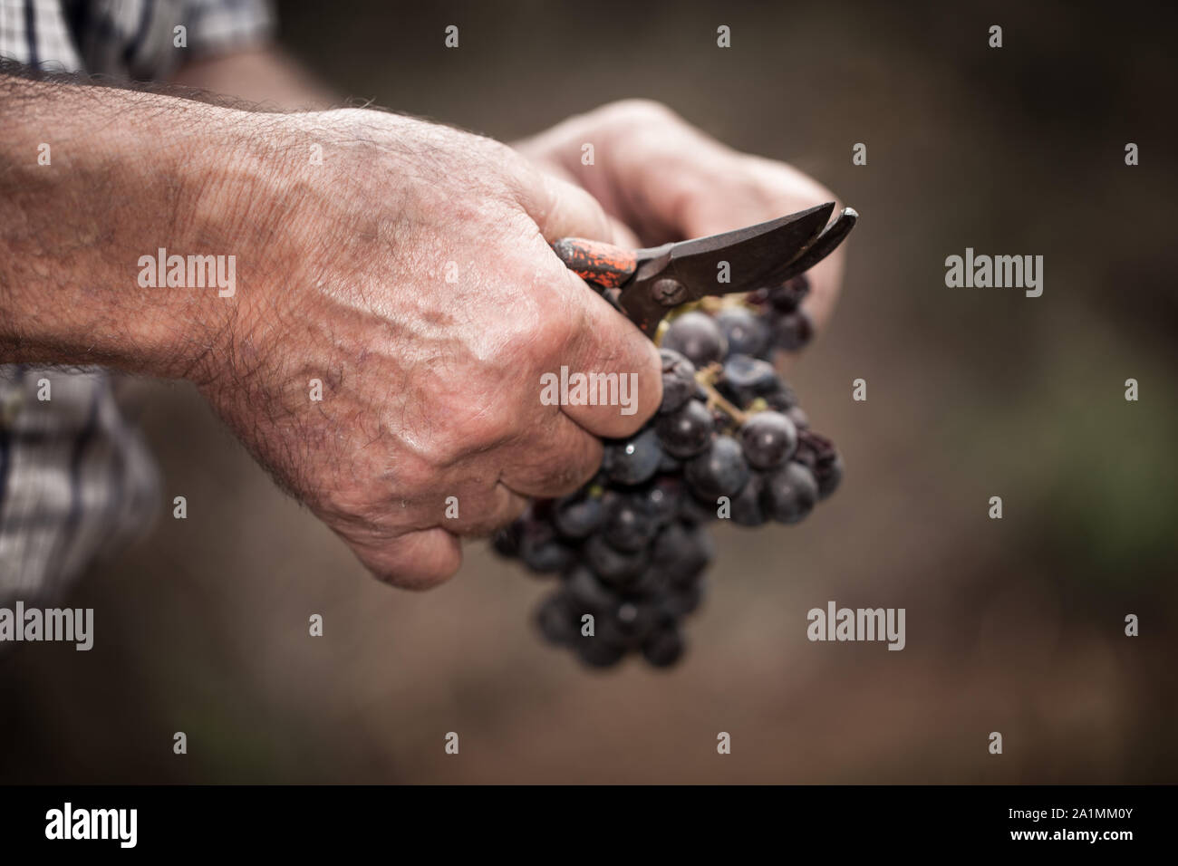 Hand-harvesting of Grapes Stock Photo - Alamy