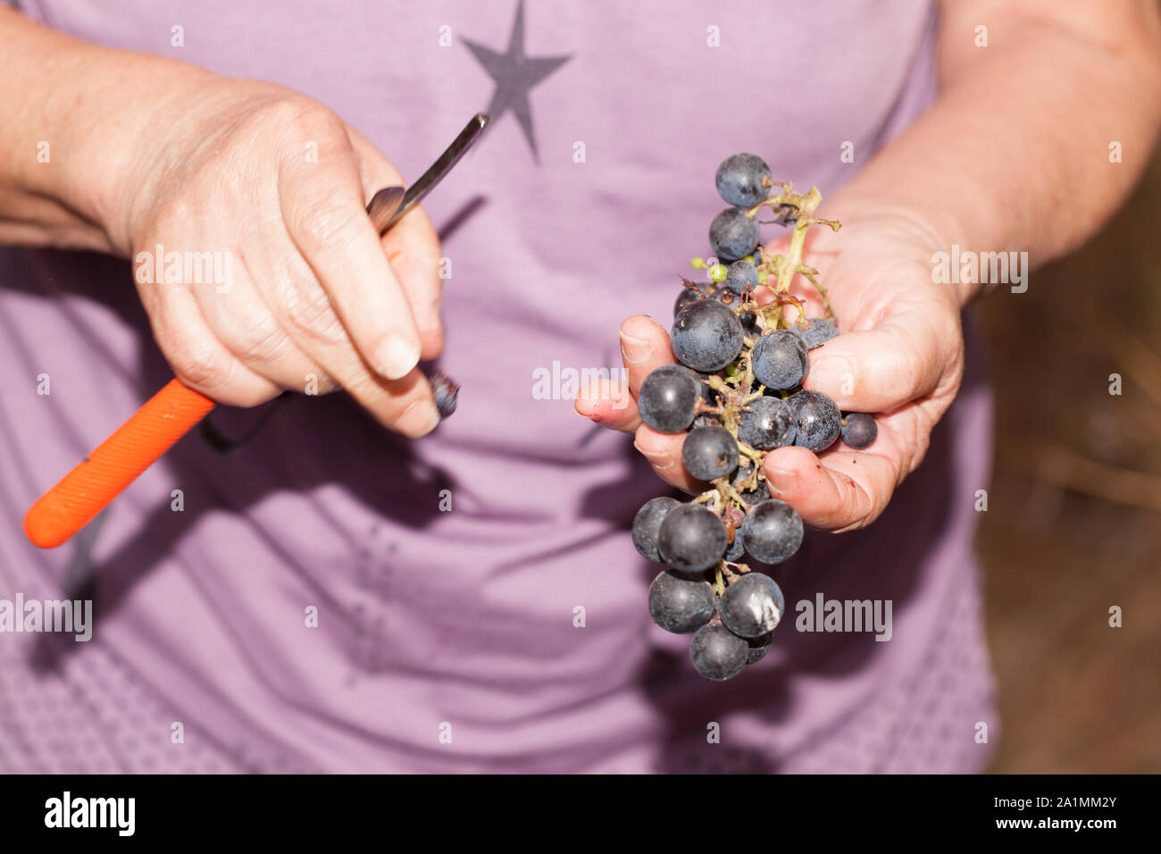 Hand-harvesting of Grapes Stock Photo - Alamy