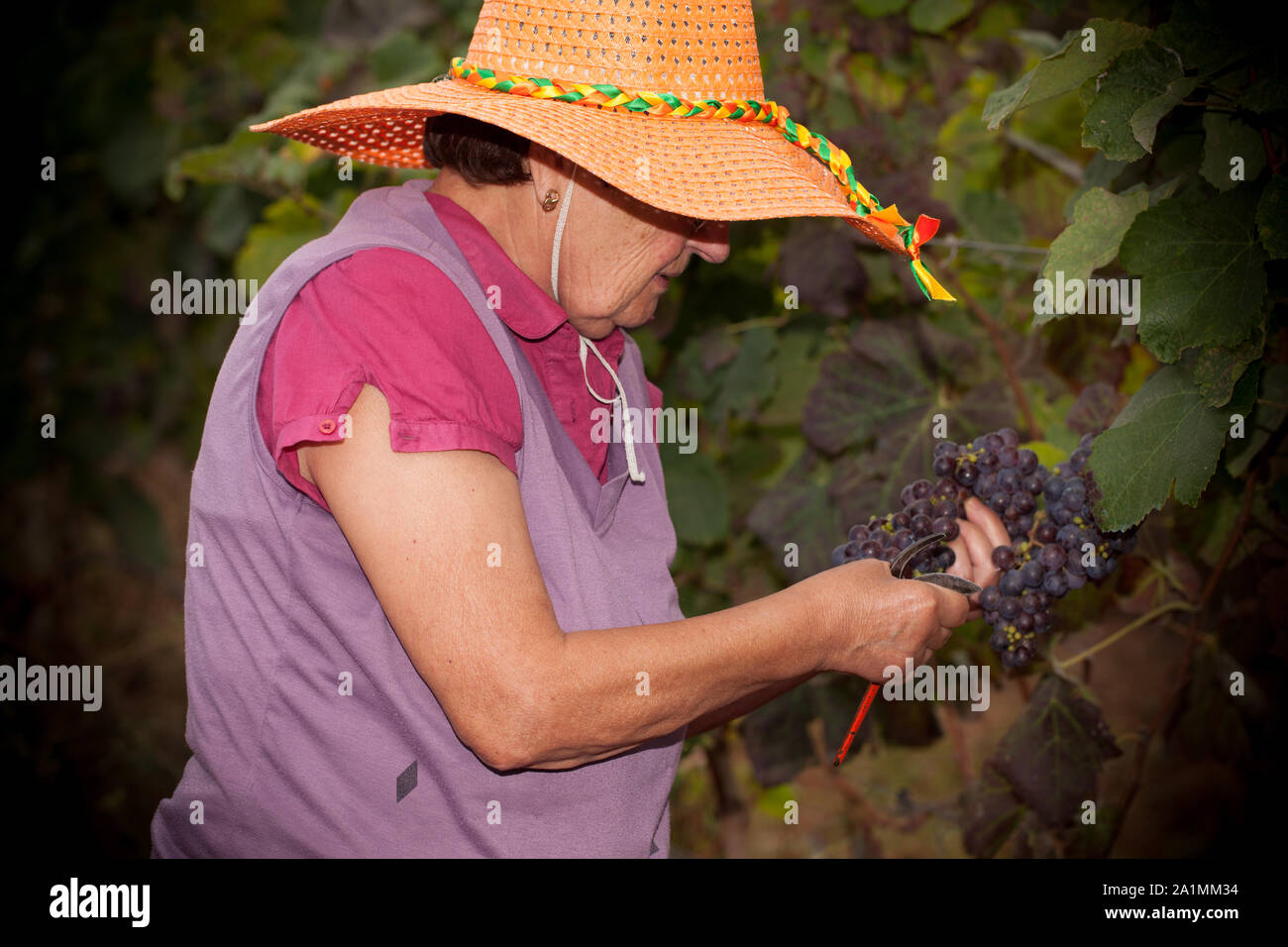 Hand harvesting of grapes hi-res stock photography and images - Alamy