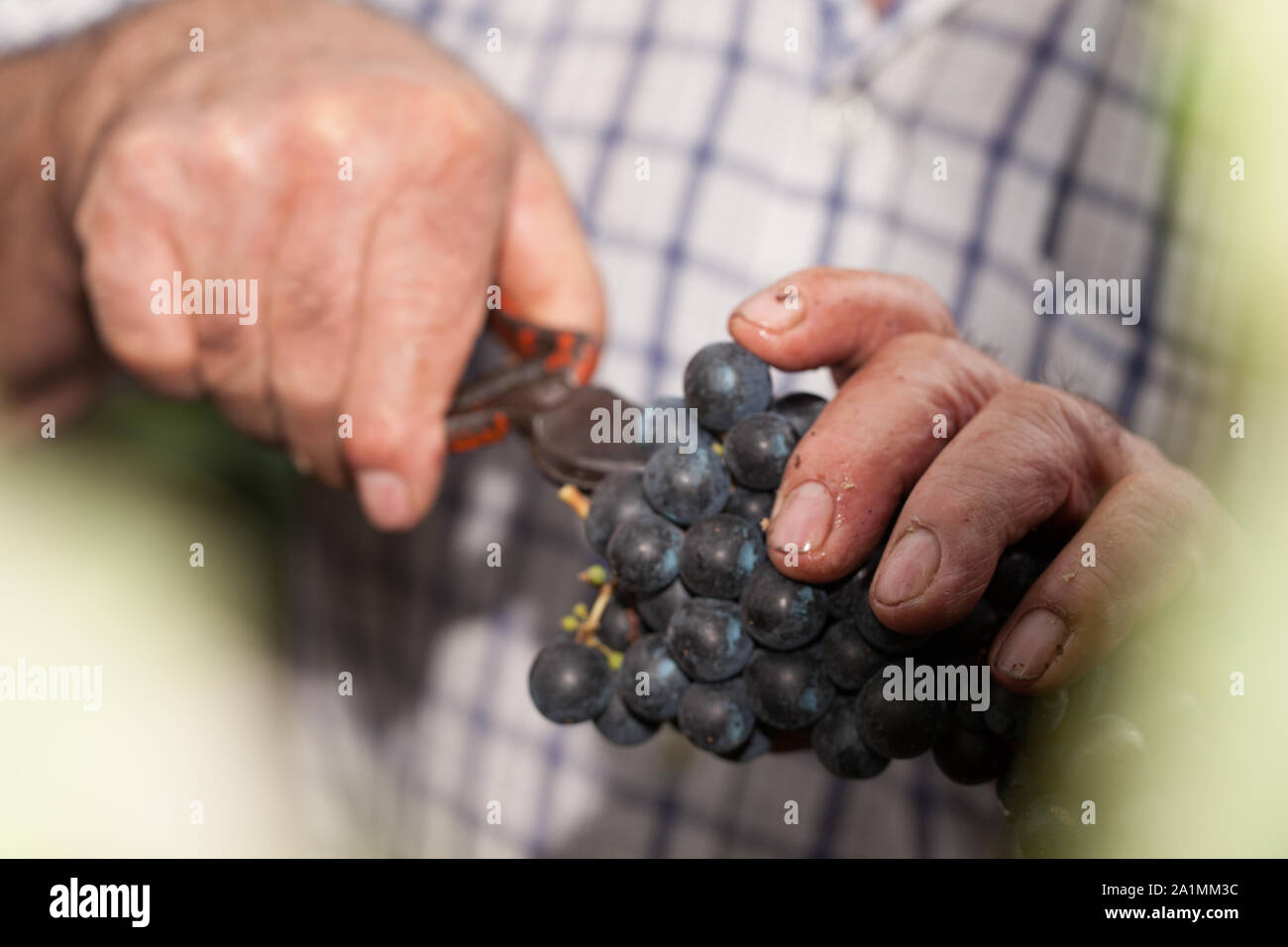 Hand-harvesting of Grapes Stock Photo - Alamy
