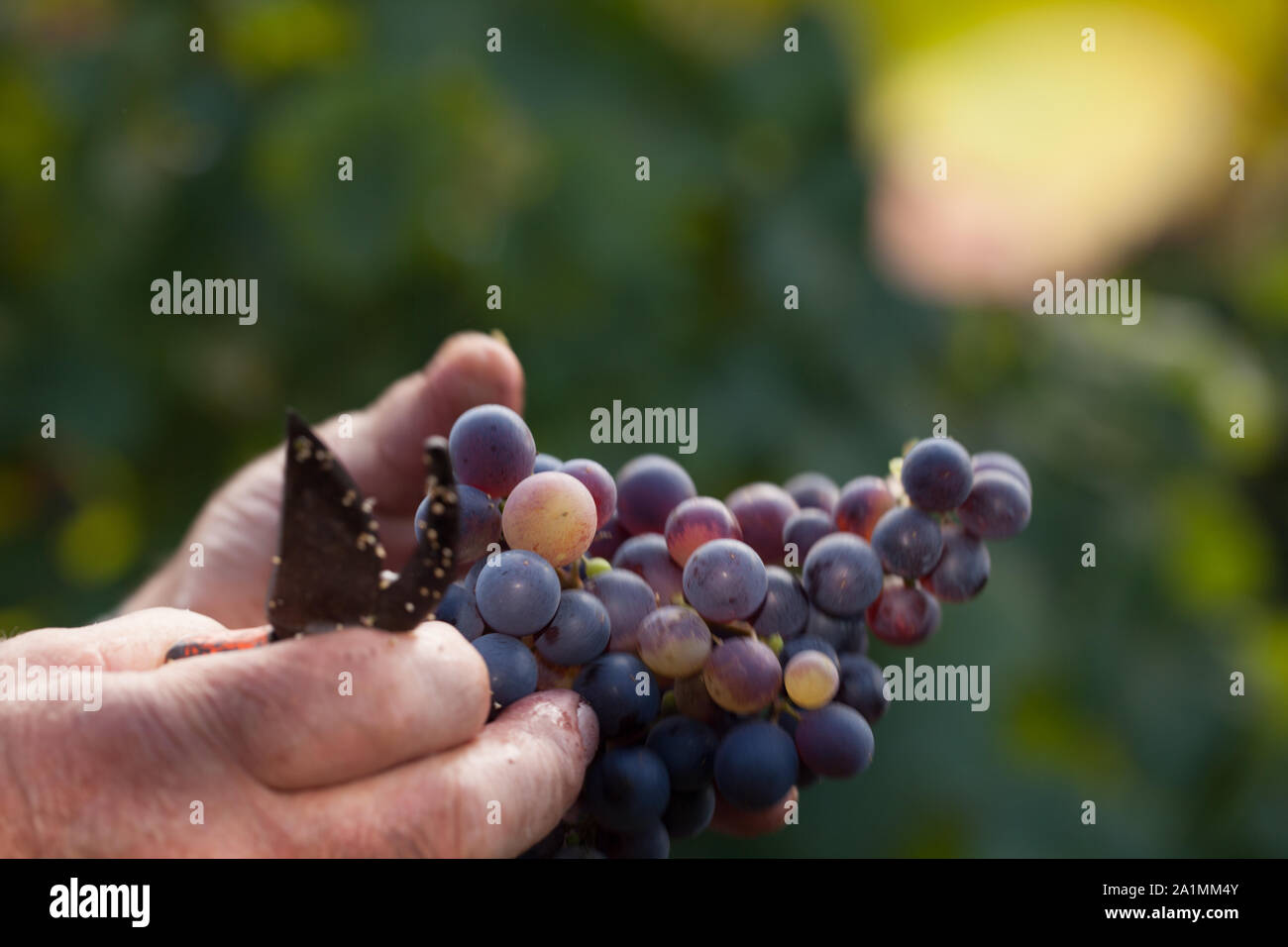Hand-harvesting of Grapes Stock Photo - Alamy