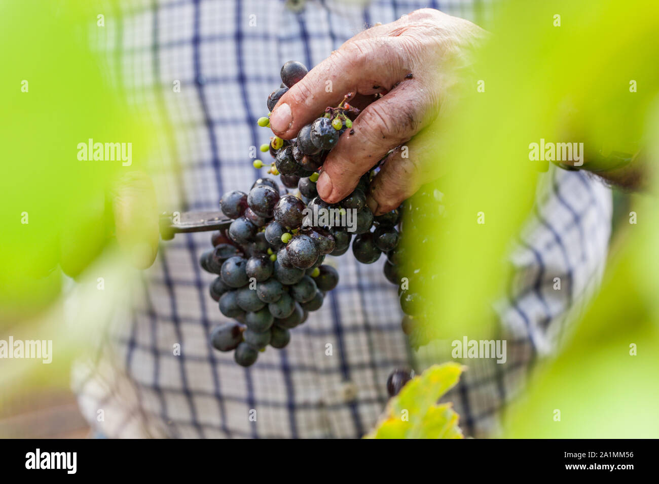 Hand-harvesting of Grapes Stock Photo - Alamy