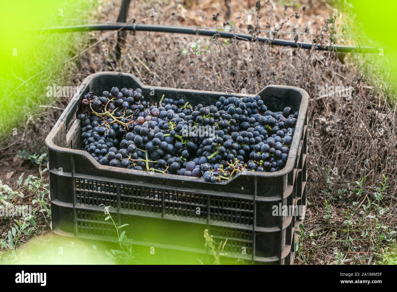 Hand-harvesting of Grapes Stock Photo - Alamy