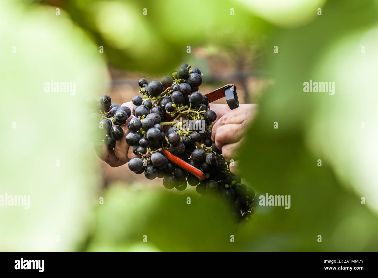 Hand-harvesting of Grapes Stock Photo - Alamy