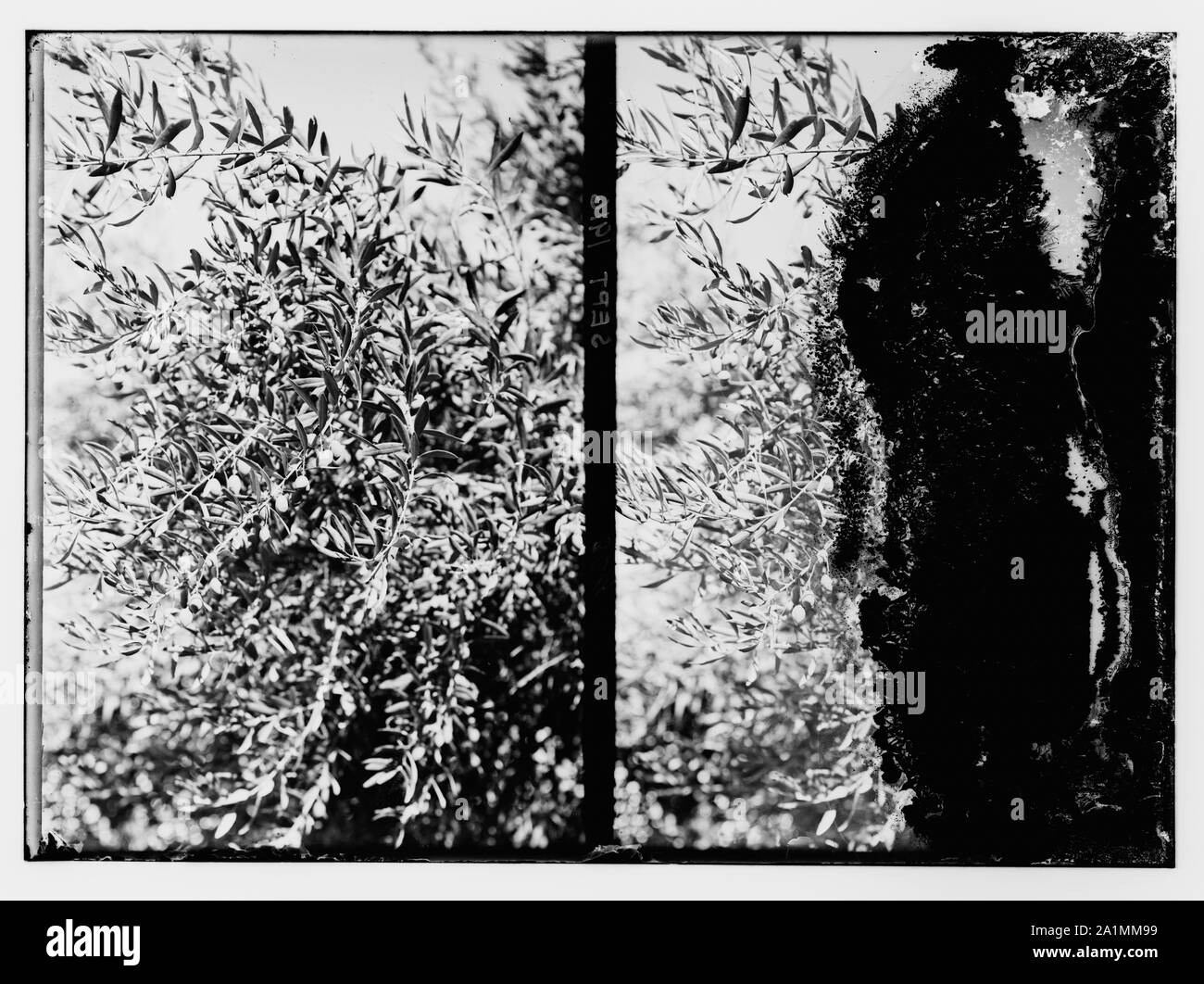Olive tree leaves fruit Black and White Stock Photos & Images - Alamy