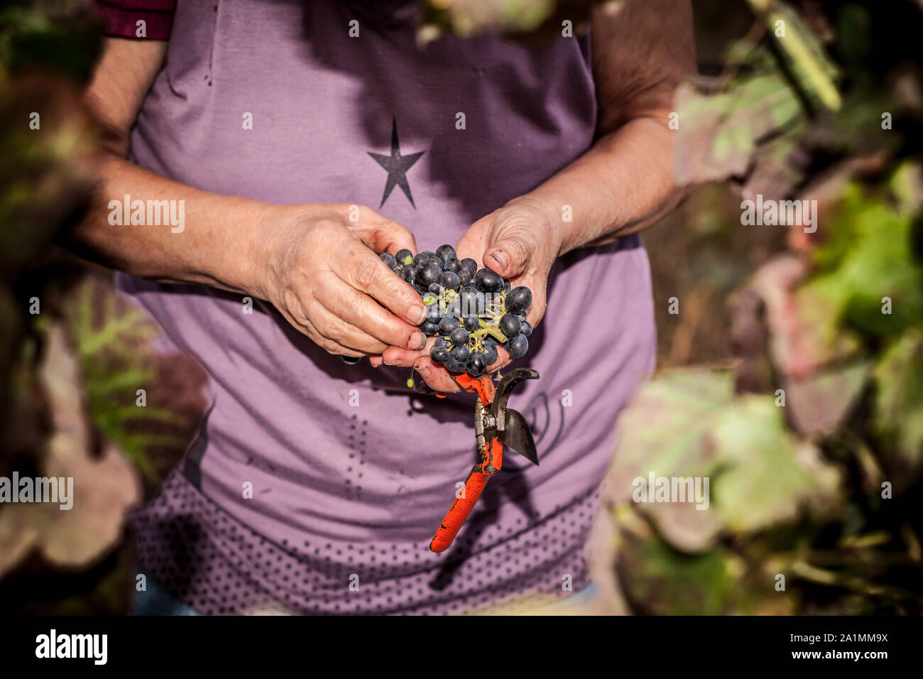 Hand-harvesting of Grapes Stock Photo - Alamy