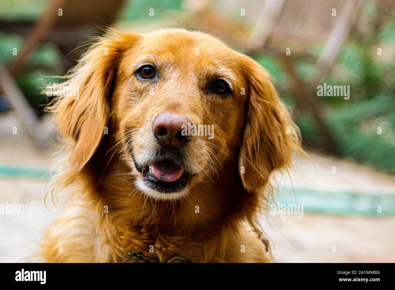 Golden retriever dog face tongue hi-res stock photography and images ...