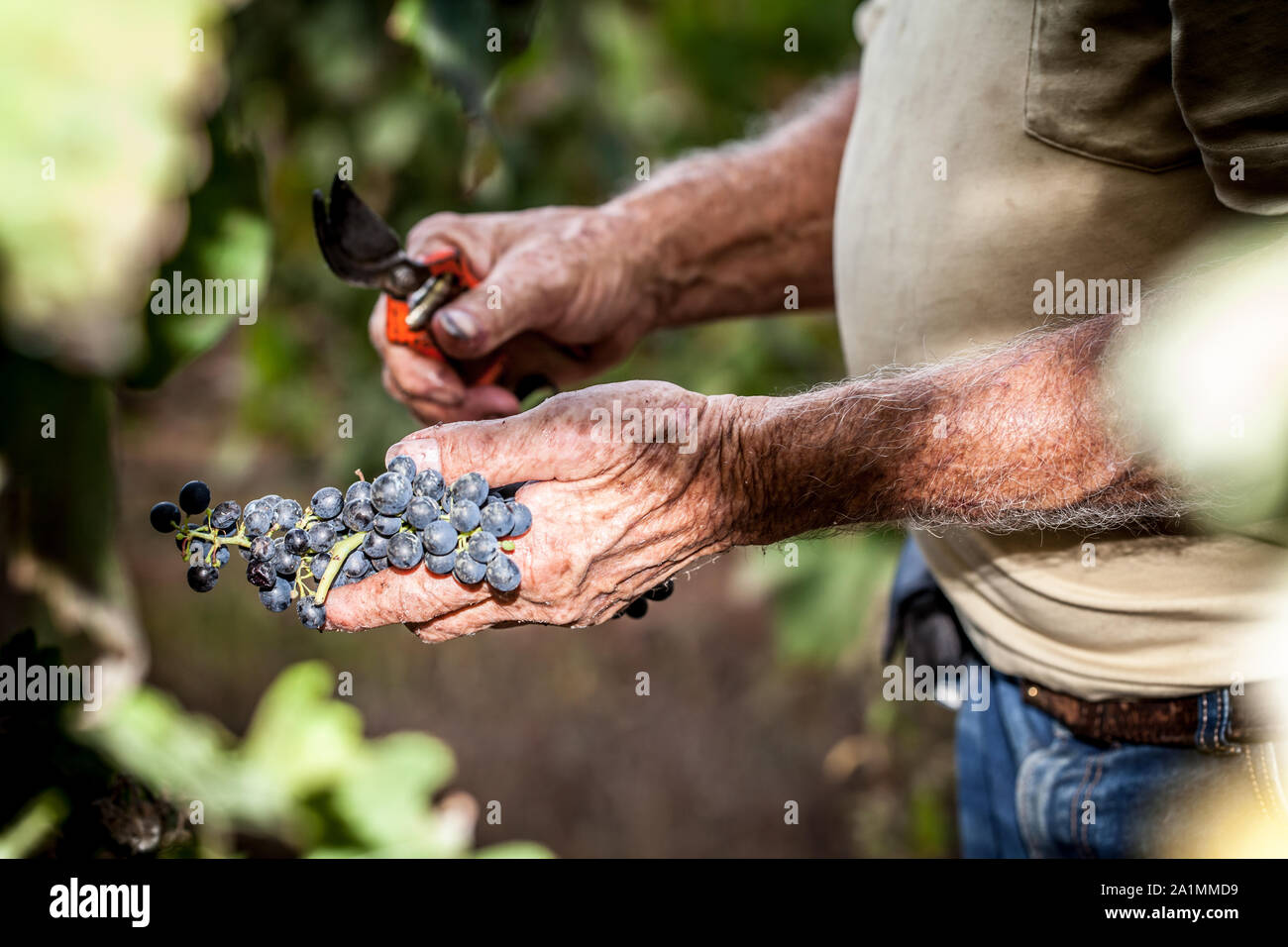 Hand-harvesting of Grapes Stock Photo - Alamy