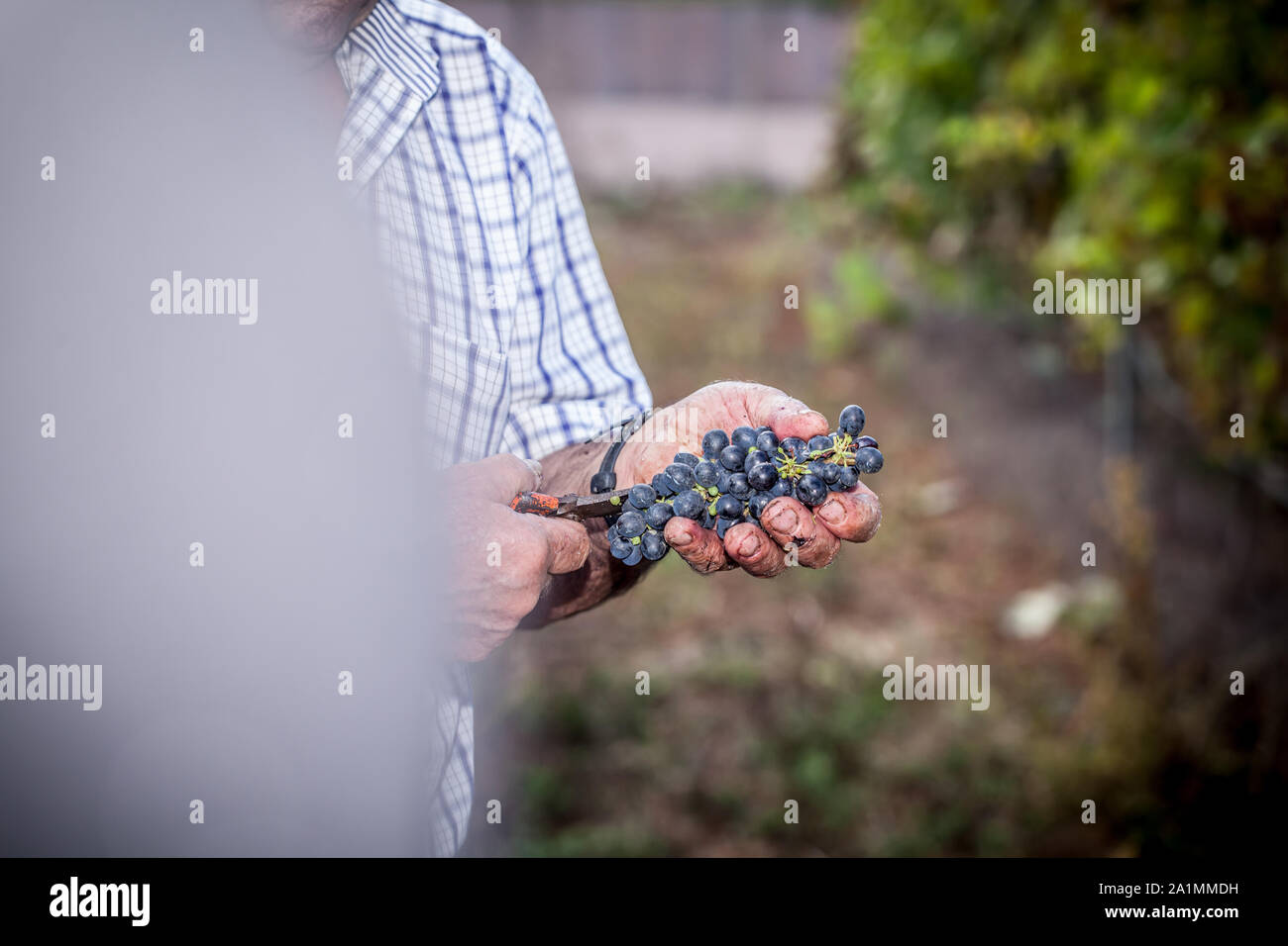 Hand-harvesting of Grapes Stock Photo - Alamy
