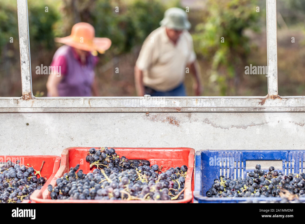 Hand-harvesting of Grapes Stock Photo - Alamy