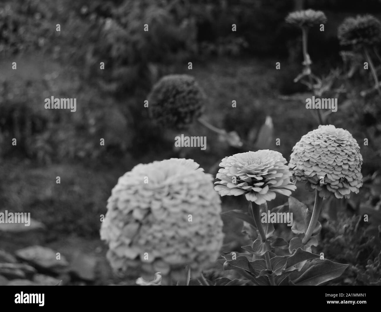 Monochrome flowers hi-res stock photography and images - Alamy