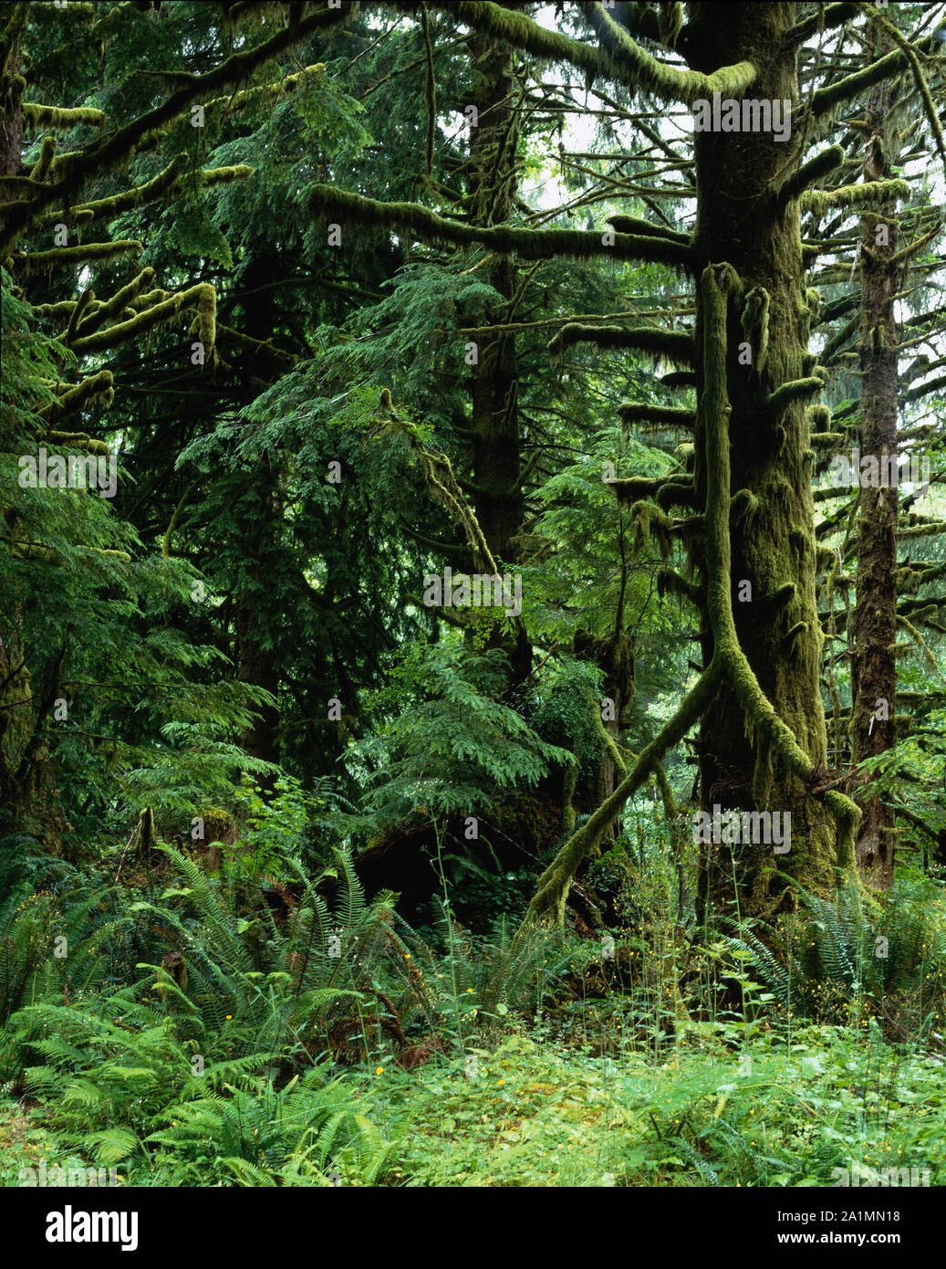 Olympic rain forest, Washington Stock Photo - Alamy