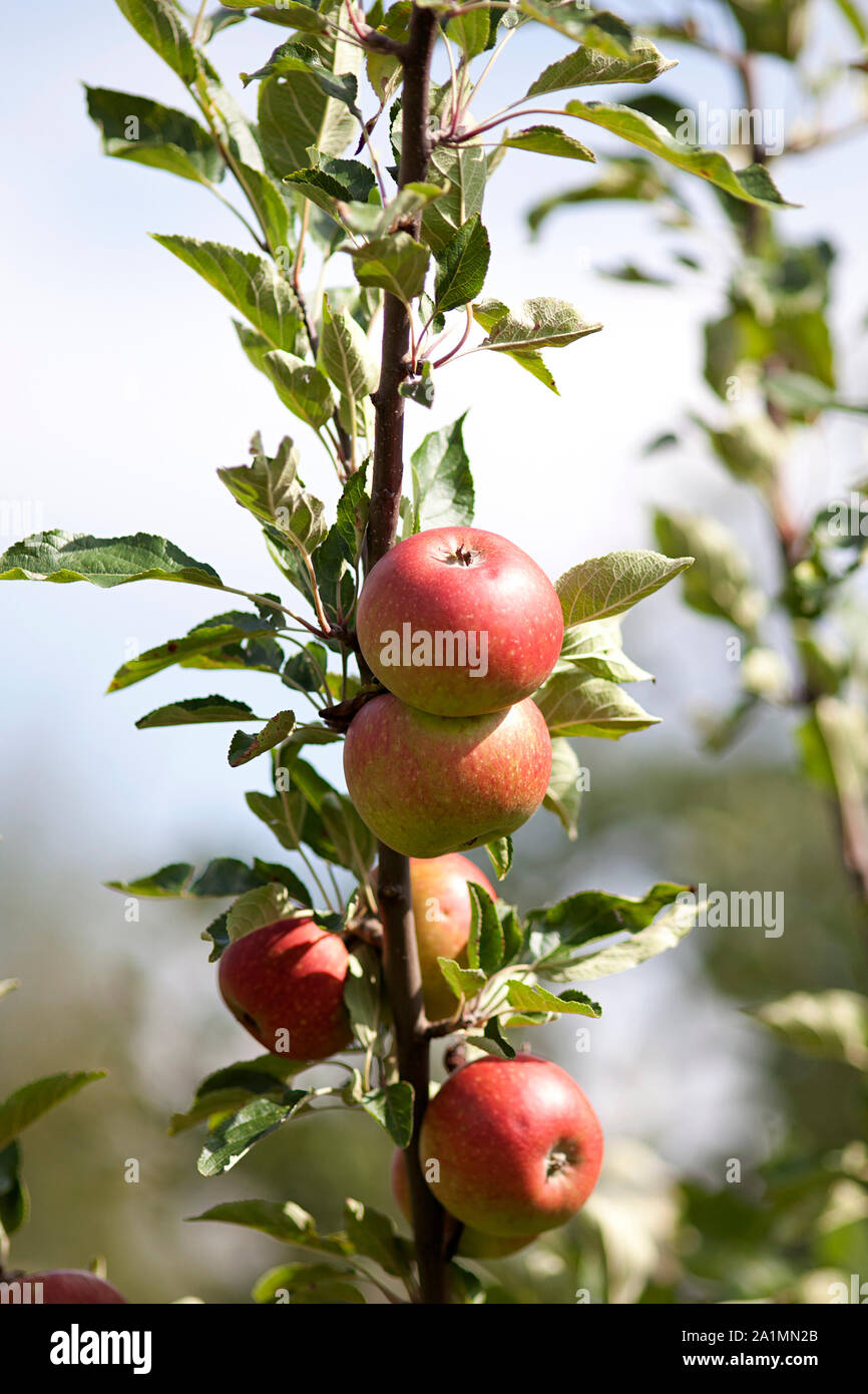 apple tree with fruits on branch Stock Photo - Alamy