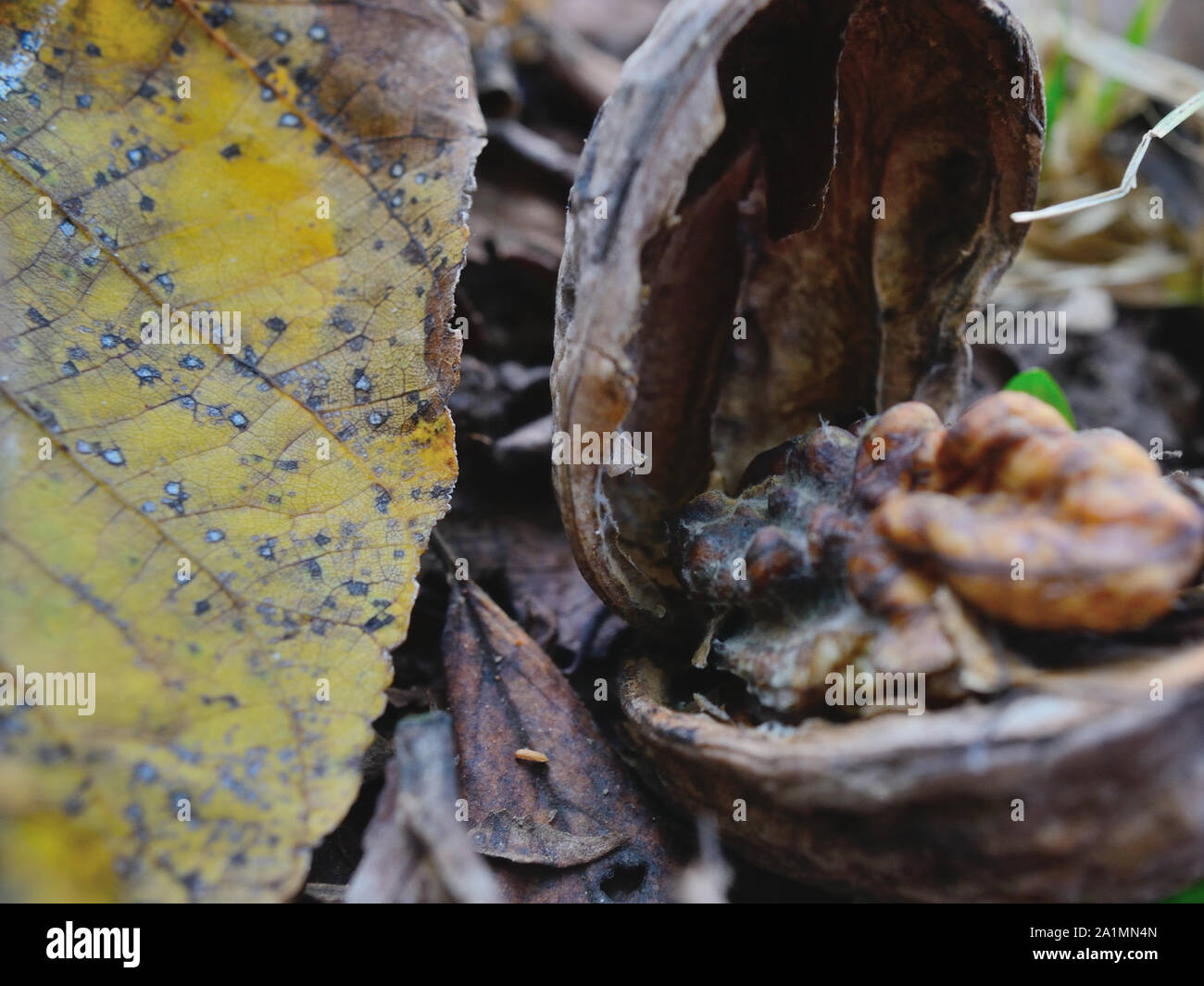 Moldy walnut kernel and walnut leaf disease, Xanthomonas campestris ...