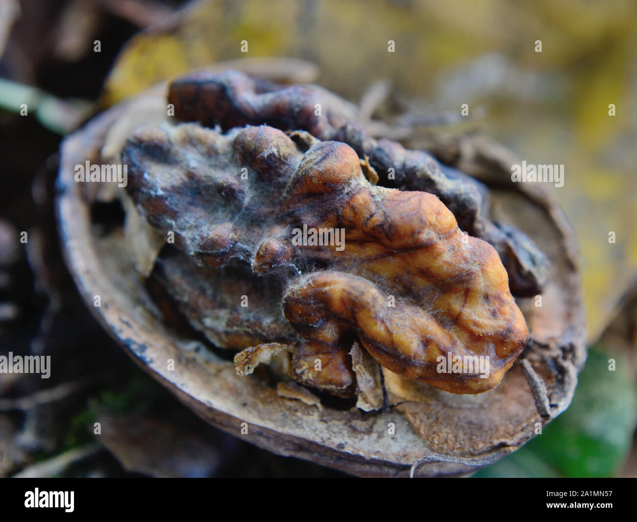 Xanthomonas hi-res stock photography and images - Alamy