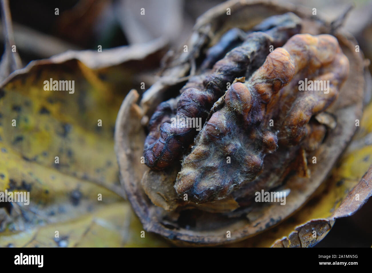 Xanthomonas campestris hi-res stock photography and images - Alamy