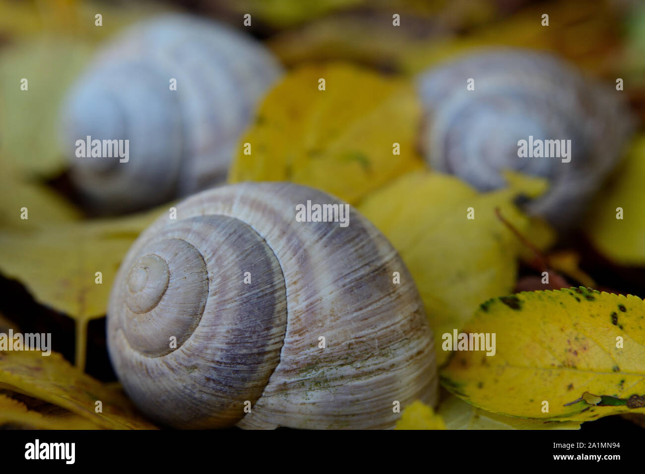 Empty of leaves hi-res stock photography and images - Alamy