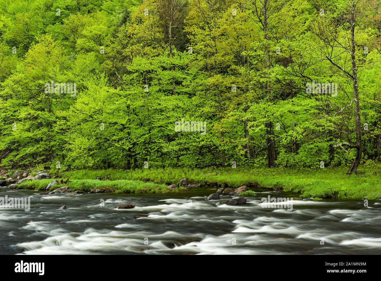 New spring leaves arrive along the banks of West Branch Ausable River ...
